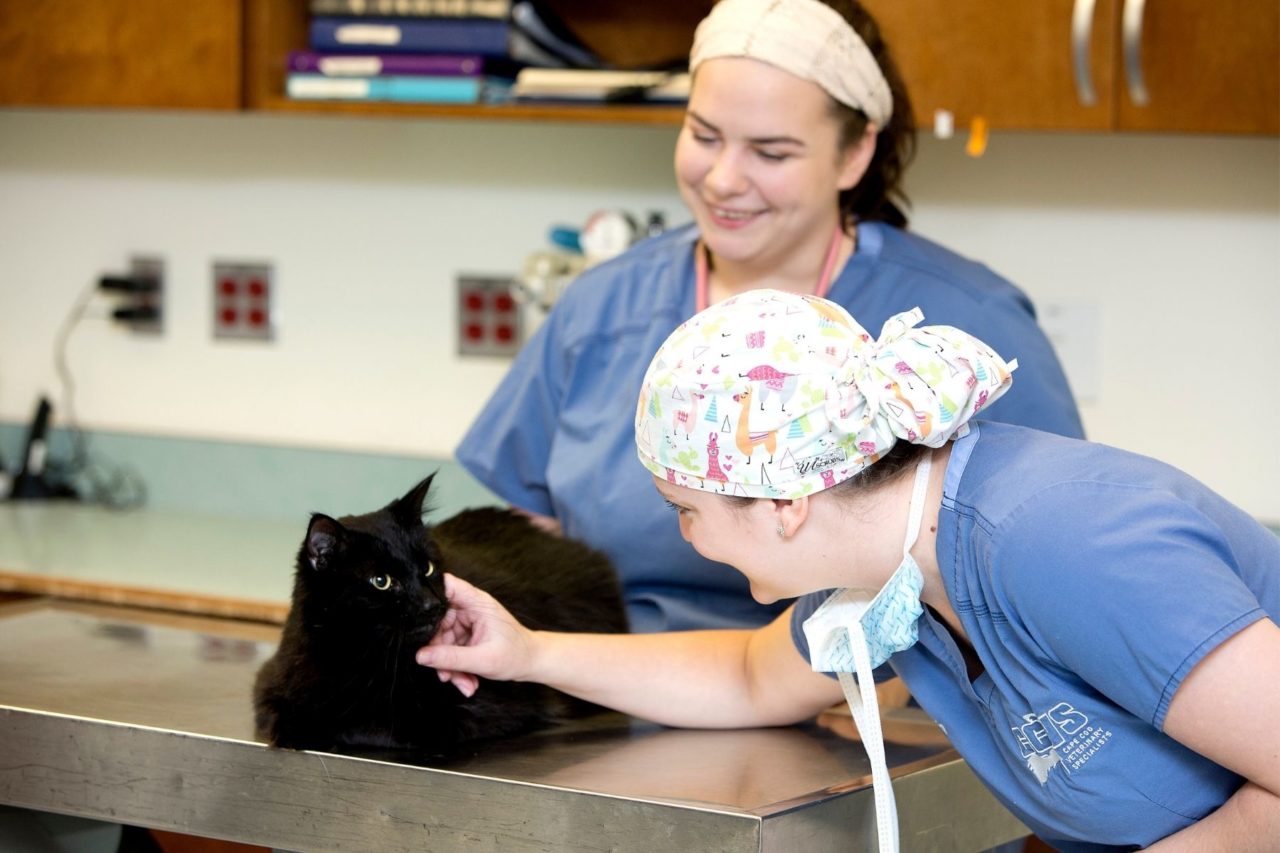 Best Emergency Vet In MA | Cape Cod Veterinary Specialists