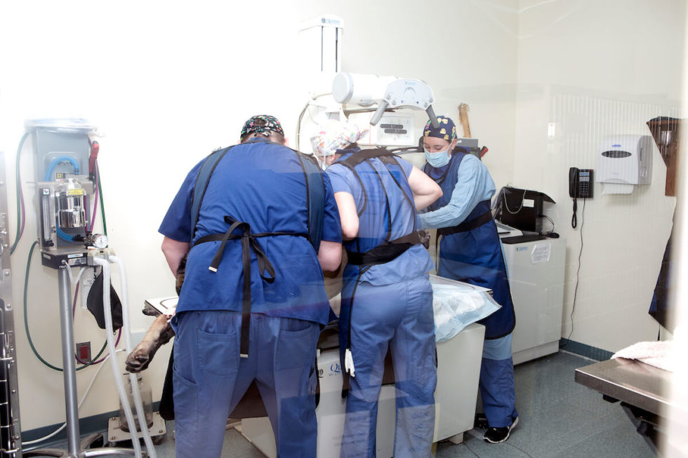 Best Emergency Vet In MA | Cape Cod Veterinary Specialists